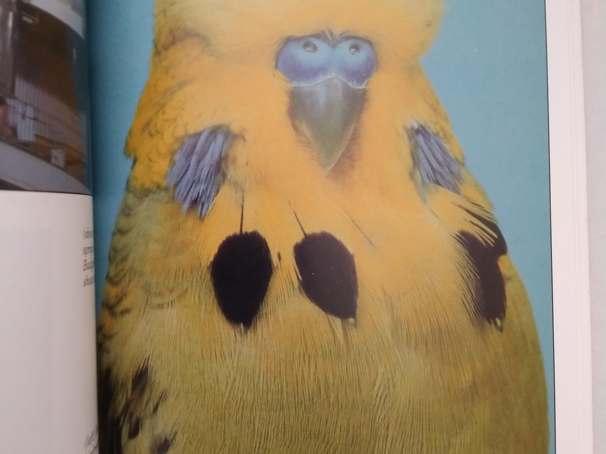 All About Opaline & Opaline Cinnamon Budgerigars by Fred Wright and Ro ...